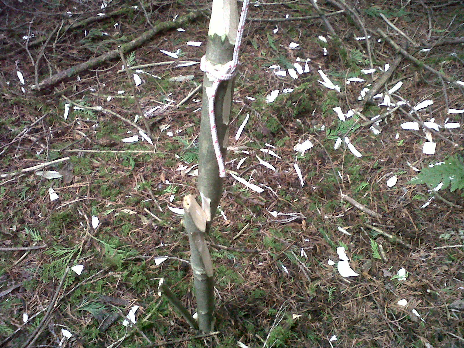 Belfast Bushcraft Blog: Weighted spring snare