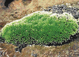 Moss: Common New Zealand Moss Varieties