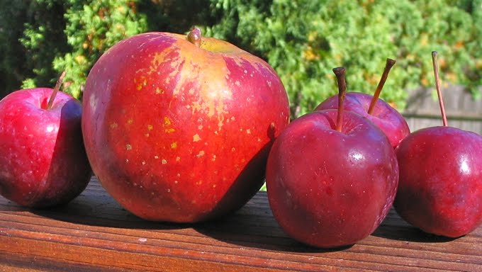 Deep red - Adam's Apples