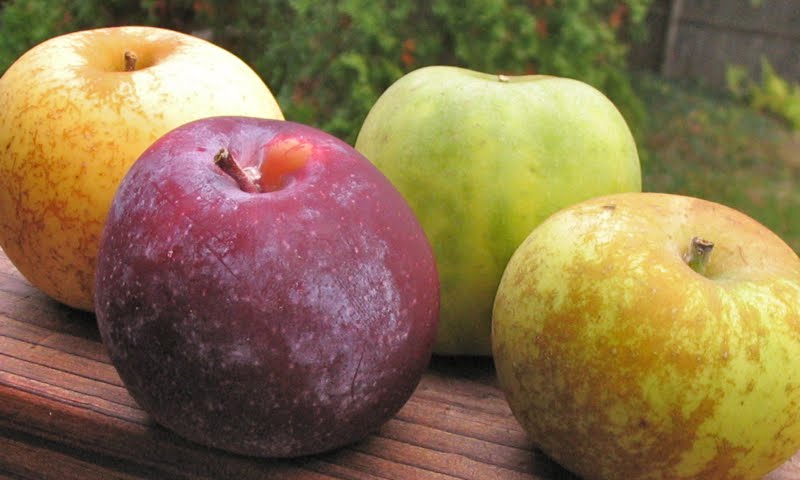 Heirloom, antique, and heritage apples - Adam's Apples