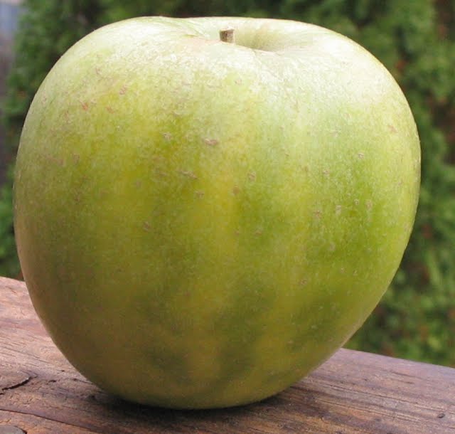 Ananas Reinette * - Adam's Apples