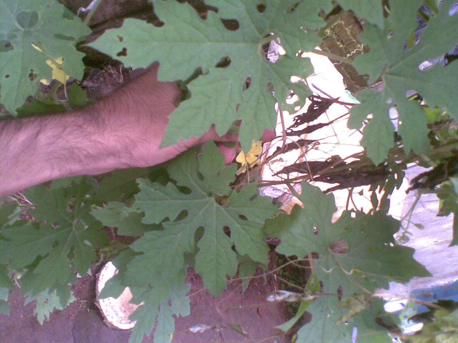 MEDICINAL PLANTS PICTURES IN AYURVEDA