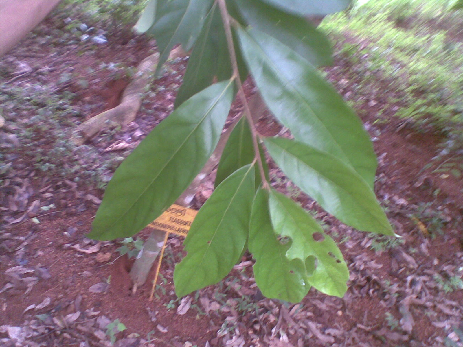 AYURVEDIC MEDICINAL PLANTS PICTURES