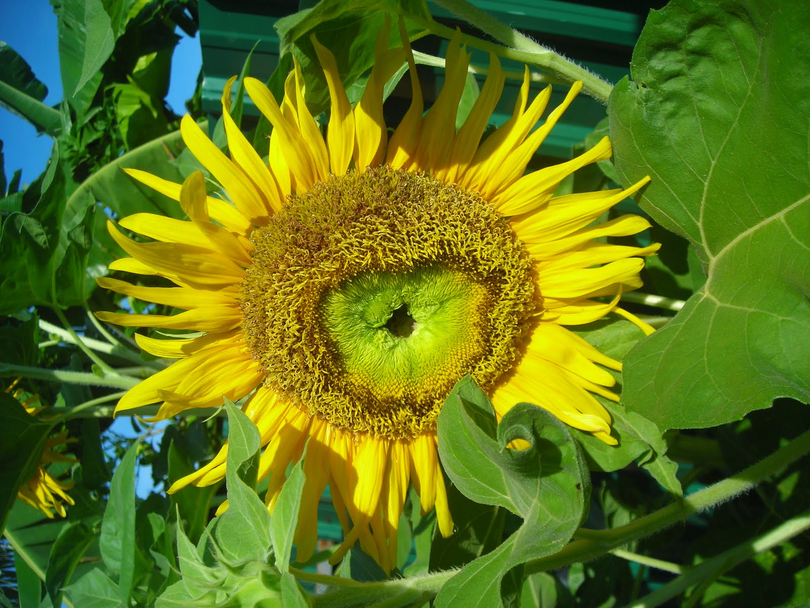 MAWAR: BUNGA MATAHARI