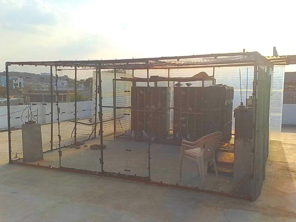 tumbler and tippler pigeons