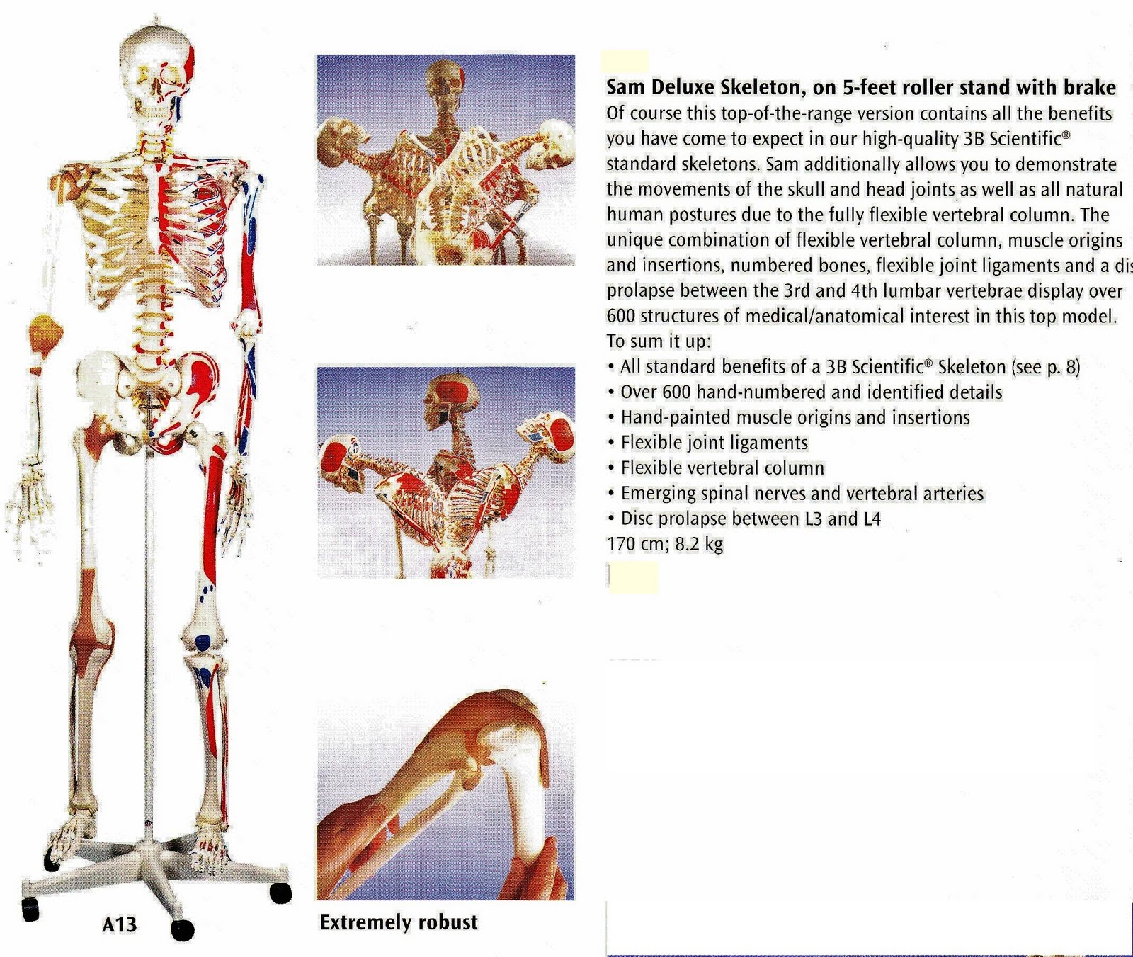 Development Of The Skeleton Boundless Anatomy And Physiology