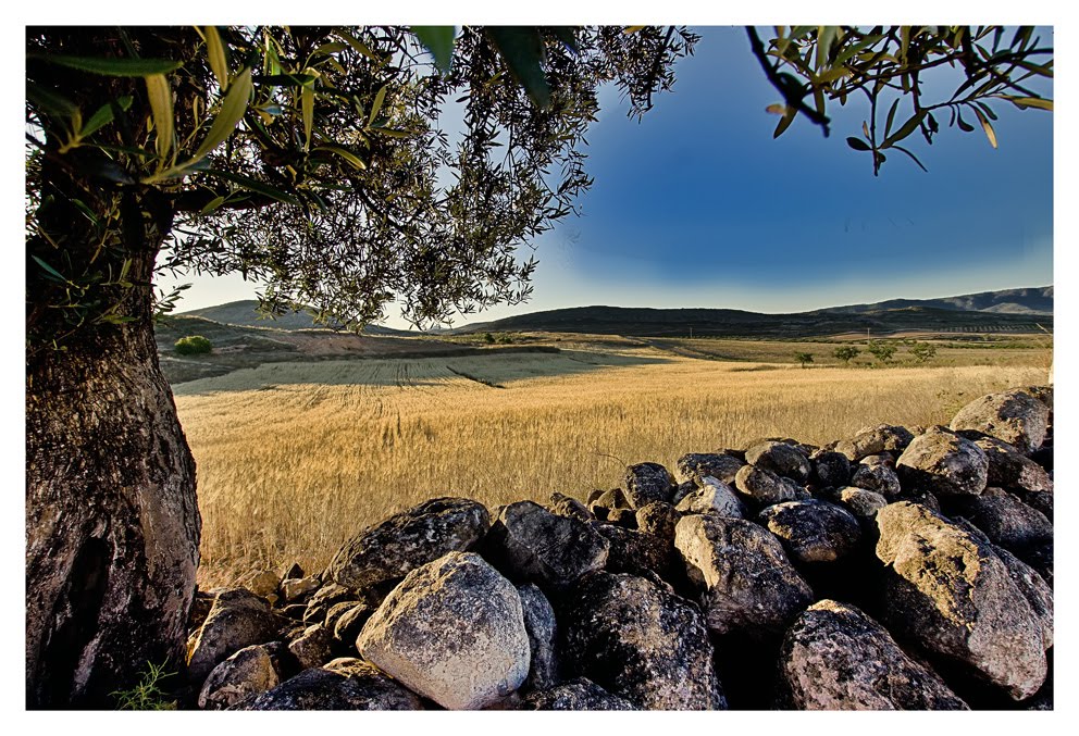 FOTOS DE PEPE: Trigal al amanecer