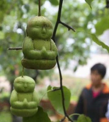 Strange Buddha Shaped Pears from China ~ UNUSUAL THINGs