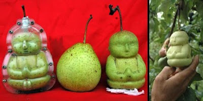 Strange Buddha Shaped Pears from China ~ UNUSUAL THINGs
