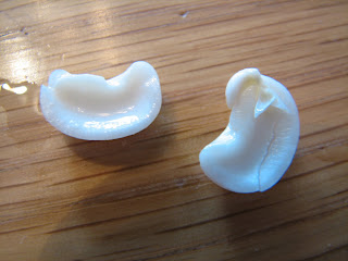 Science Matters: Plants: Dissect a Seed