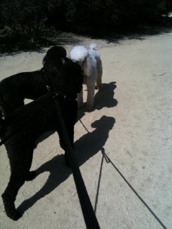 INSTANT CLASSIC: Pretty Poodle Parlor