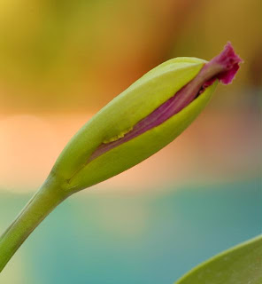 HOBBY ORCHIDIST: Blc Alma Kee 'Tipmalee' Buds Completely Out Of Their ...