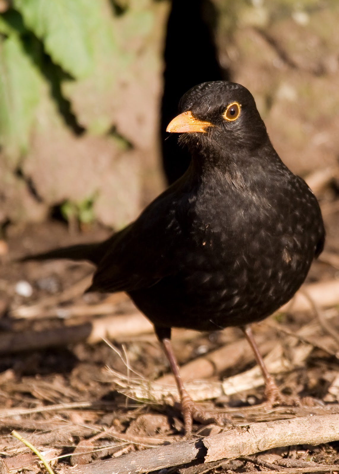 01229 Ringing Group: Private Garden Produces 23 Blackbirds In One ...
