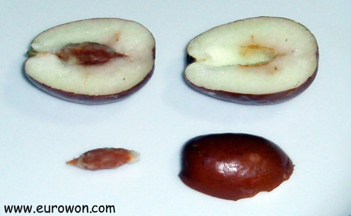 La azufaifa, fruta e ingrediente [Eurowon]