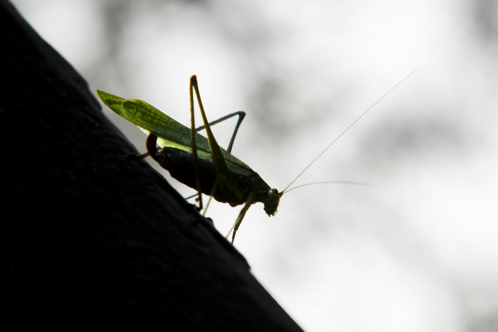 Katie Trimble Photography: Very Good, Young Grasshoppa