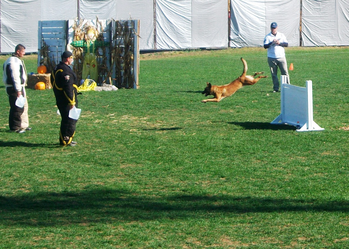 Dog Gone Happy: PSA National Competition