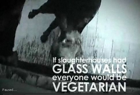 Mission Possible: Cow Protection: “If slaughterhouses had glass walls ...