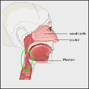 Pharynx Function