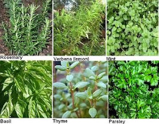 PLANT MEDICINES: Some Common Herbs