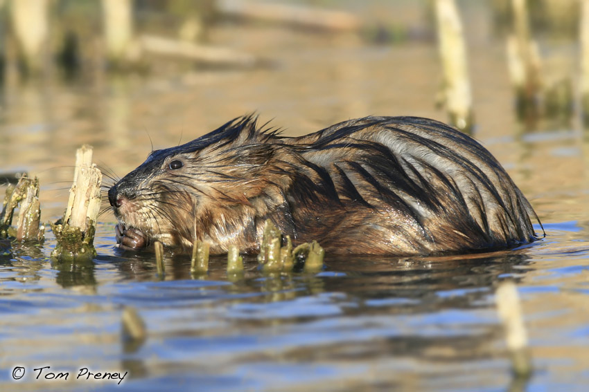 Tom Preney's Blog: Muskrat Behaviour