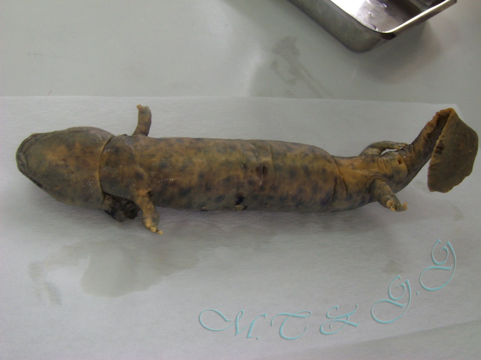 ANADOLU BİYOLOJİ: Omurgalı Hayvanlar Lab. Fotoğrafları / Necturus