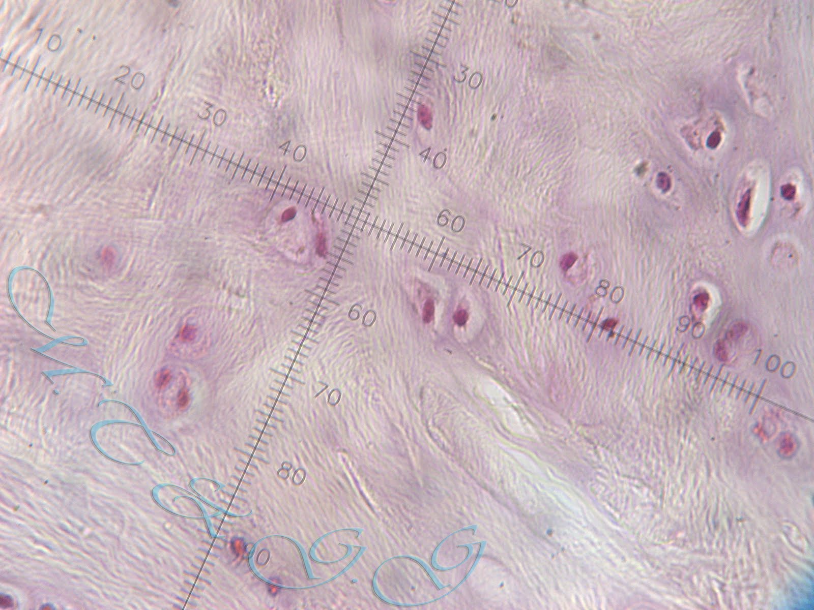 Çok Çeşitli Blog : Histoloji Lab. Fotoğrafları / Destek Doku / Kıkırdak ...