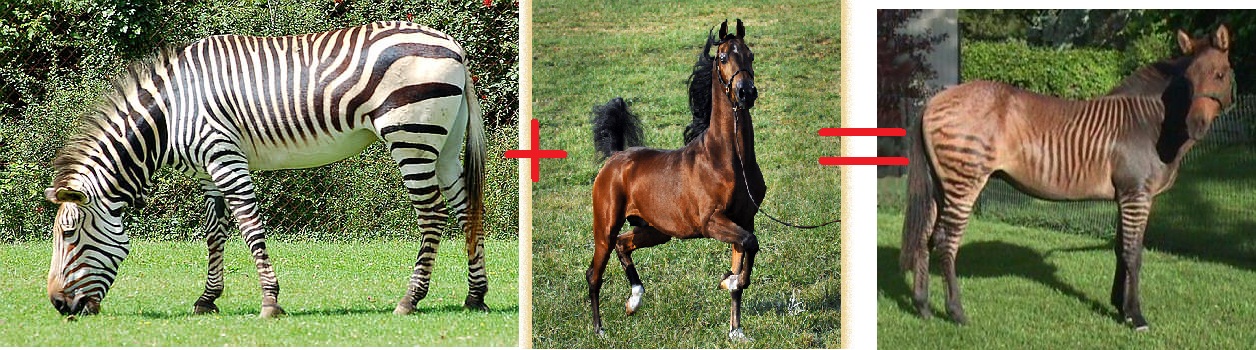 I'm Curious Too: Remarkable Animals -- Hybrids