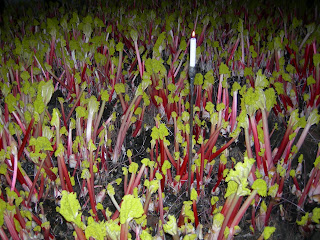 A Great British Appetite: A Magical Mystery Tour; the Rhubarb Triangle