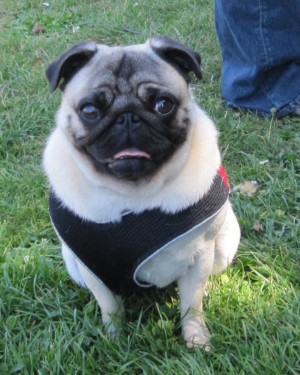 Bellatrix, I'm a Pug!: Random Act of Cuteness