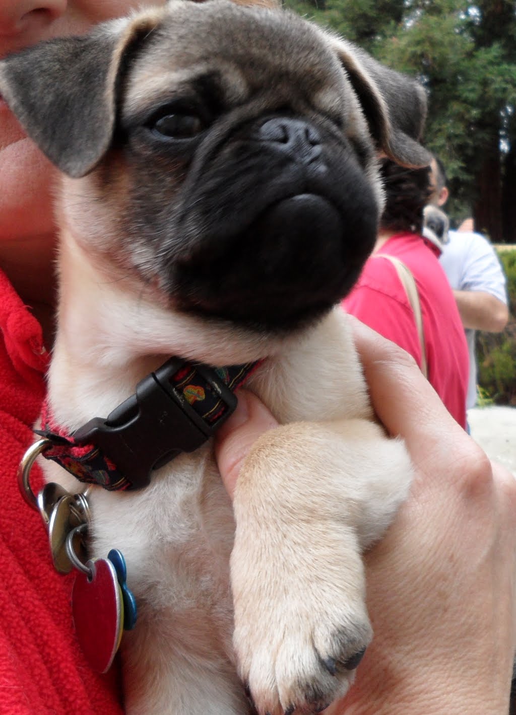 Bellatrix, I'm a Pug!: Random Acts of Cuteness