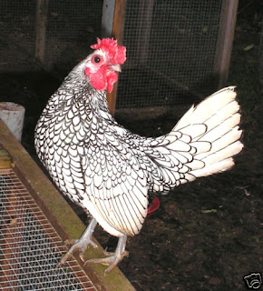 The Chicken Daily: Silver Lace Sebright