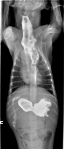 Bridlewood Veterinary Clinic: PDA - Patent Ductus Arteriosus in a Puppy