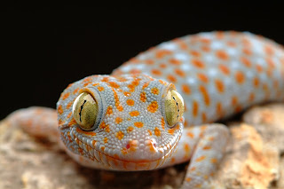 Priceless and Most Valuable Tokay Gecko: Tokay Gecko Profile