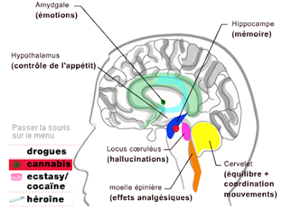 PARLONS-DROGUE: Le cannabis c'est quoi? Pourquoi c'est dangereux?