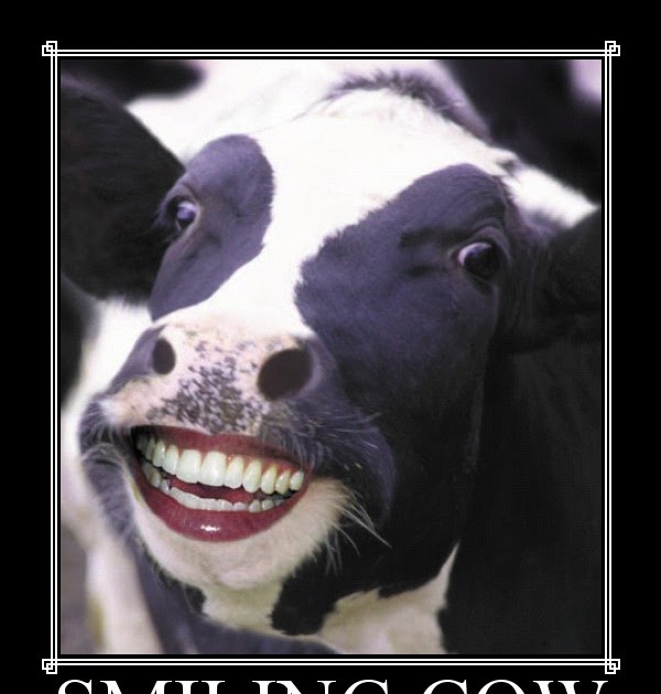 Kludge Spot: Smiling Cow
