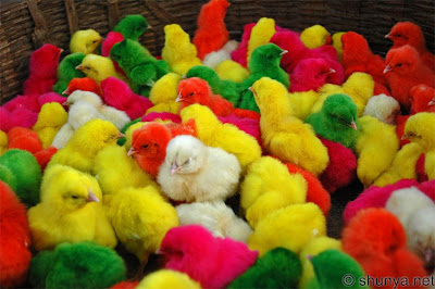.: Colorful Chicks