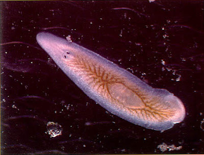 America's Liberal Progressive Idea: Scientists Feel Confident That They ...