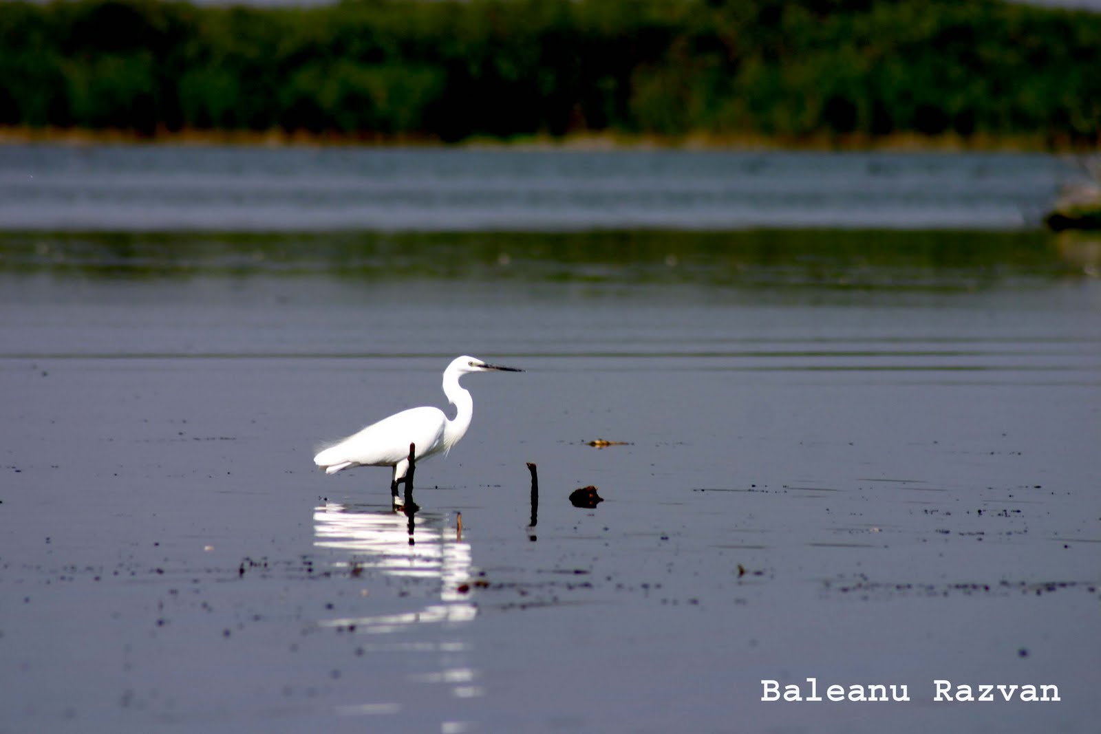 Pasiunea Pescuitului: Delta Dunarii