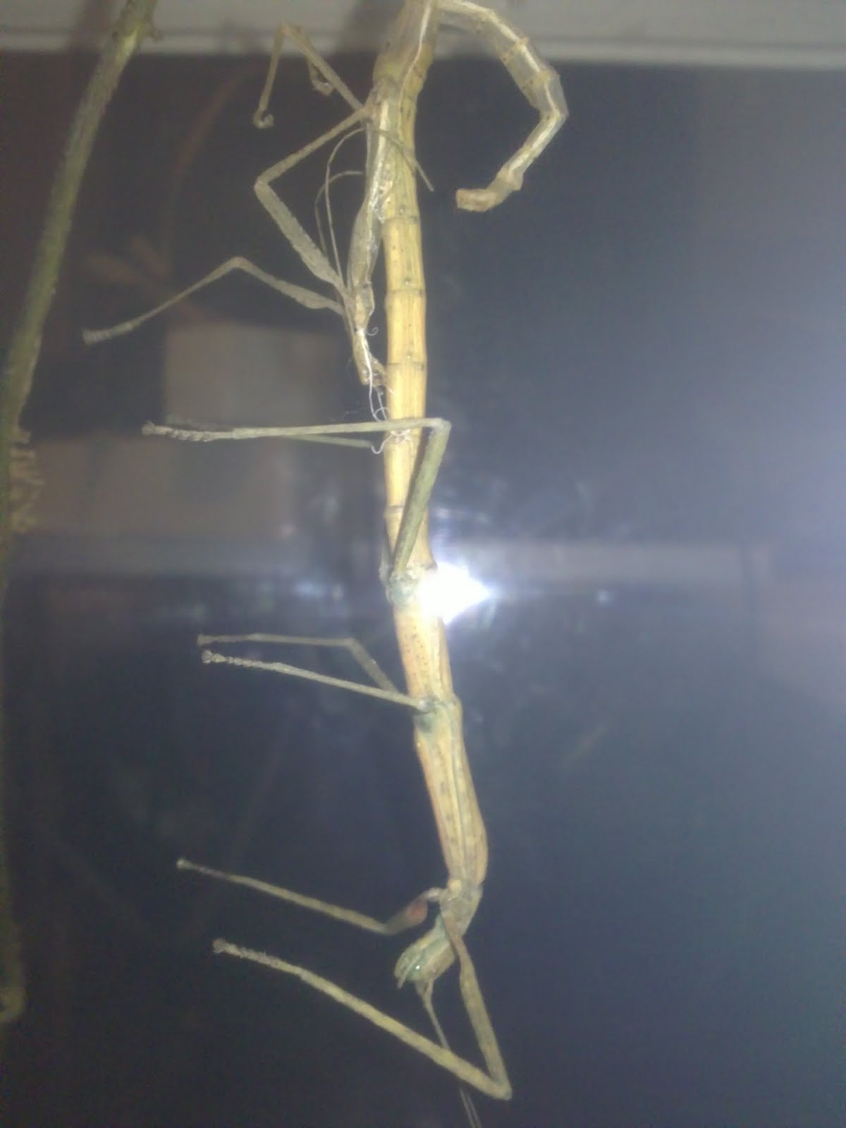 Mobile pic spam: Stick insect moulting