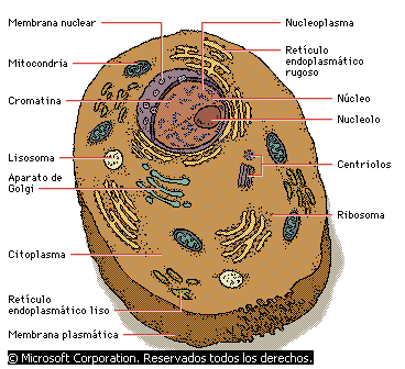 1 par: Sarahi y Coral: NIVELES DE ORGANIZACION DE LA MATERIA