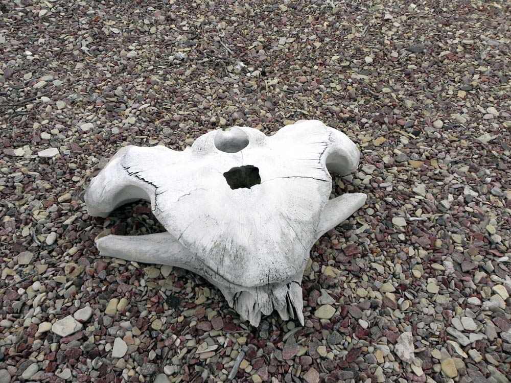 Elfshot: Arctic Animal Skulls