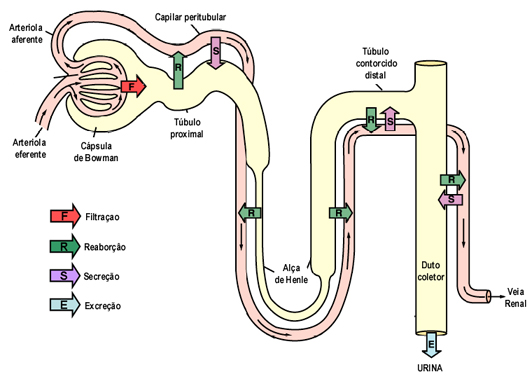 Sistema Excretor: Sistema excretor