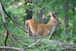 Wood Trekker: Ciappa M6 and X-Caliber Survival Rifle/Shotgun Combo ...