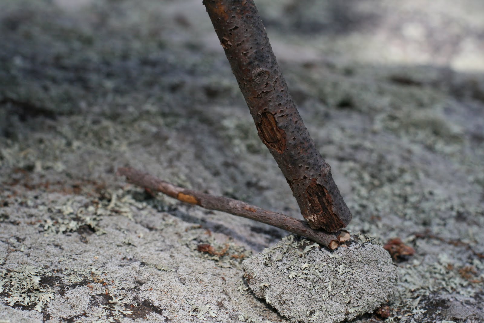Wood Trekker: No Knife Deadfall Trap