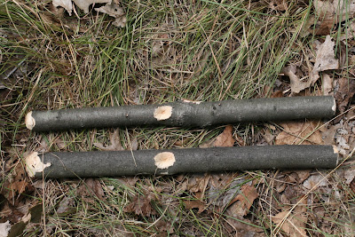 Wood Trekker: Making a Buck Saw in the Field