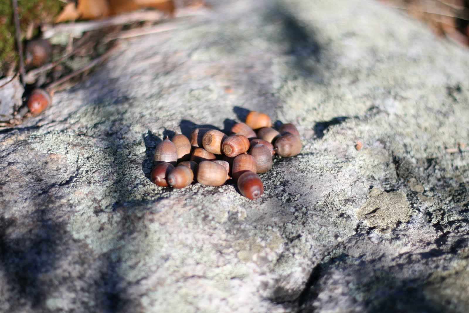 Wood Trekker: How to Prepare Acorns in the Woods