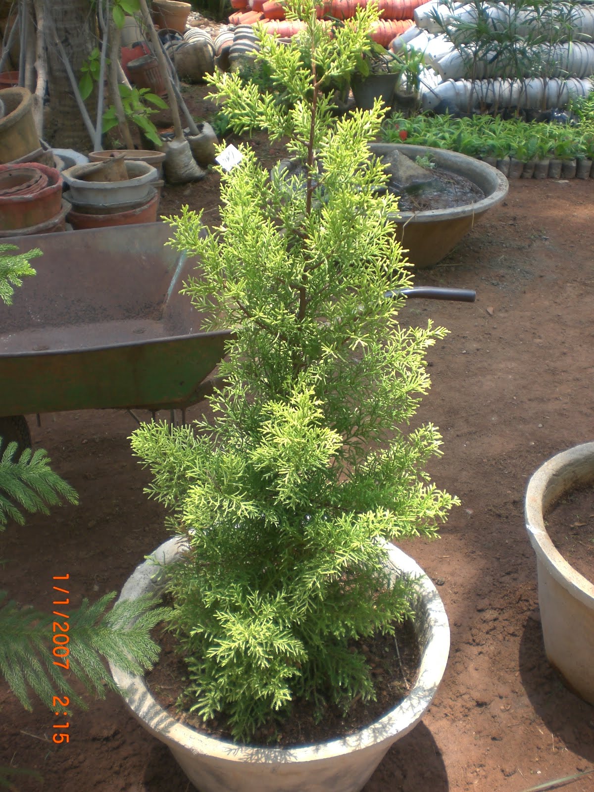 Crotons World: Golden cypress