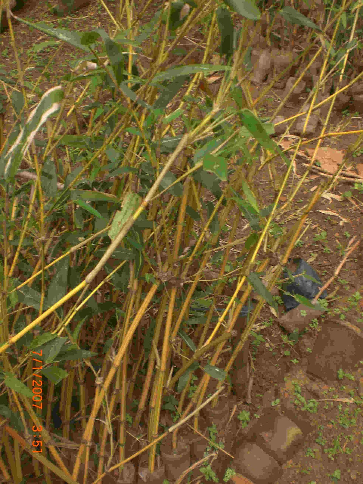 Crotons World: Bamboo Plants - Buy Plants in Chennai - India