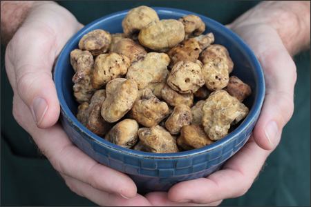 Truffle hunting! |South France Villas