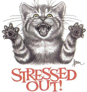 Cats: Stressed Cat? 6 Main Causes of Stress in Cats